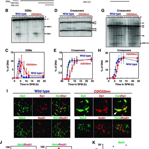 A Model Showing The Regulation Of Synaptonemal Complex Sc Formation