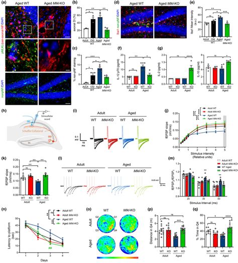 Mlkl Deficiency Protects From Neurodegenerative Hallmarks And Improves