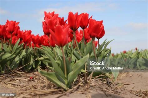 네덜란드의 노르 트 바이 커 하 스 트의 꽃 전구 필드에 행 빨간 튤립 0명에 대한 스톡 사진 및 기타 이미지 0명 계절 구근 식물 Istock