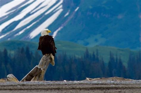 Bald Eagle Facts Diet Habitat Pictures On 43 Off