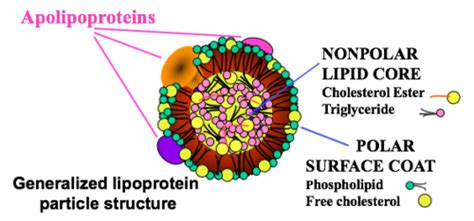 Cholesterol And Lipoproteins Flashcards Quizlet