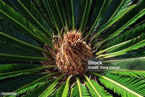 Cycas Revoluta 사고 야자 왕 사고 사고 소철 또는 아직 작고 새로 심은 일본 사고 0명에 대한 스톡 사진 및 기타