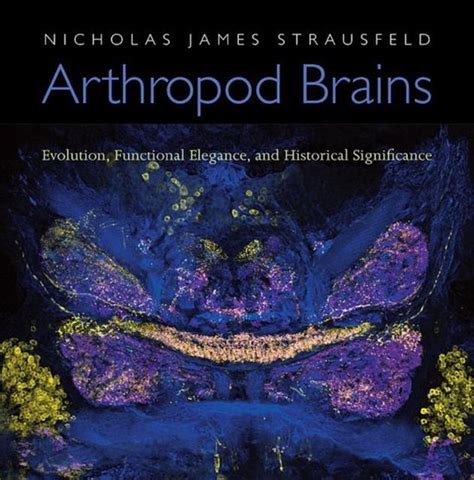 Arthropod Brains Evolution Functional Elegance And Historical