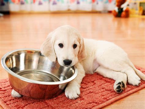 6 Foods You Should Never Feed Your Dog Cure All Pest Control