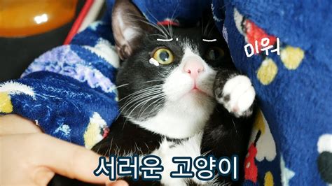 집사에게 꼬리 밟혀서 서러운 고양이 Youtube