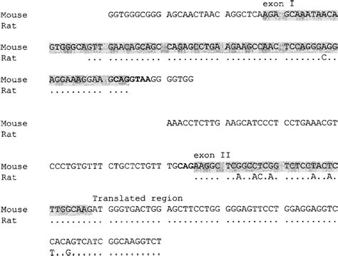 Exon Intron Junction Of The Mouse Cx40 Gene And Comparison Of 5 Utr