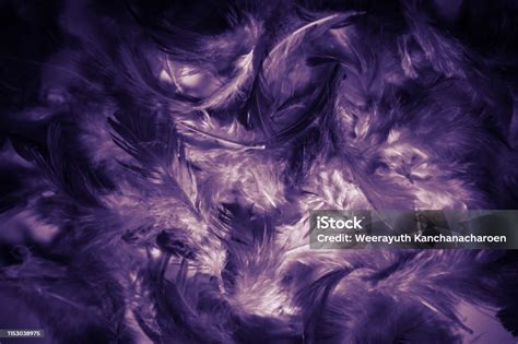 아름 다운 추상 화려한 흰색과 보라색 오렌지 블랙 핑크 빛 깃털 벽 패턴 질감 배경 및 벽지 아트 검은색에 대한 스톡 사진 및