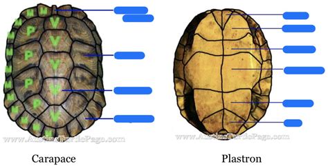 Chelonian Shell Epidermal Scutes Diagram Quizlet