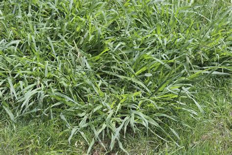 ‍how Can I Get Rid Of Crabgrass In My Lawn Canopy Lawn Care