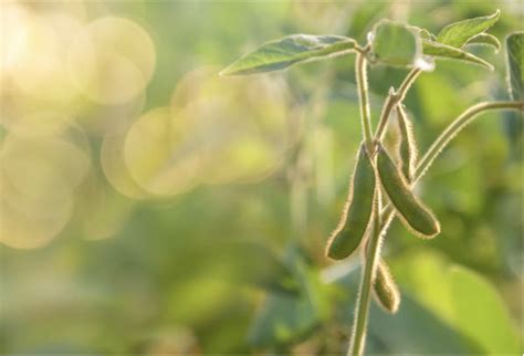 10 Things To Consider To Increase Your Soybean Yields Part 2 Of 2