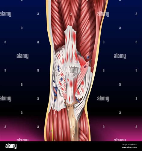 Tendinite Dans La Jambe Photo Stock Alamy