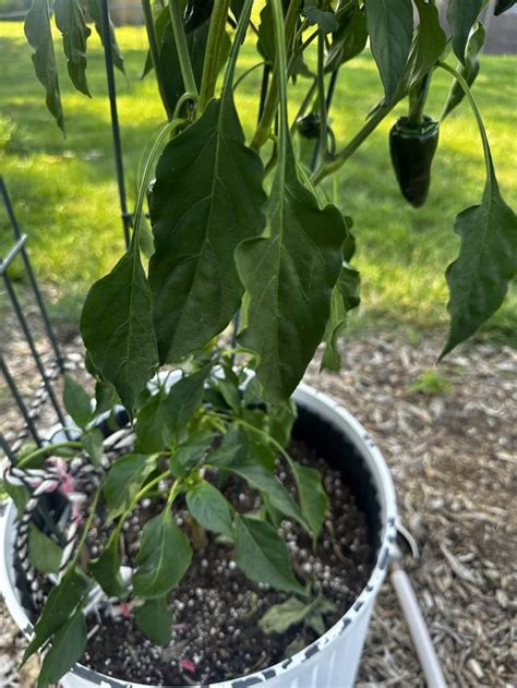 Pepper Understanding First Time Grower Rvegetablegardening