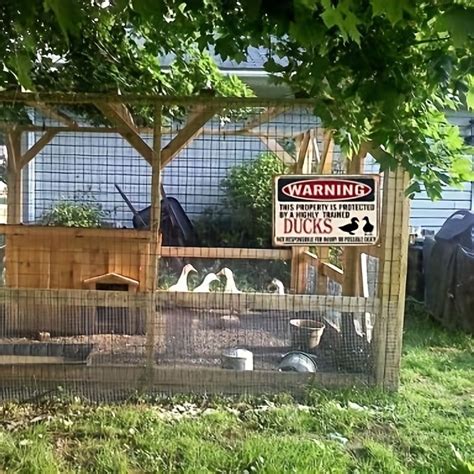 No Mess Duck Feeder And Waterer Artofit