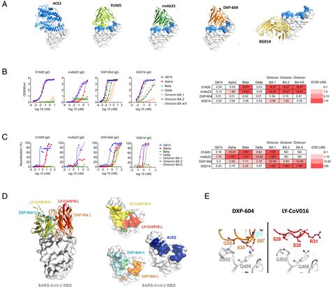 Conversion Of Monoclonal Igg To Dimeric And Secretory Iga Restores