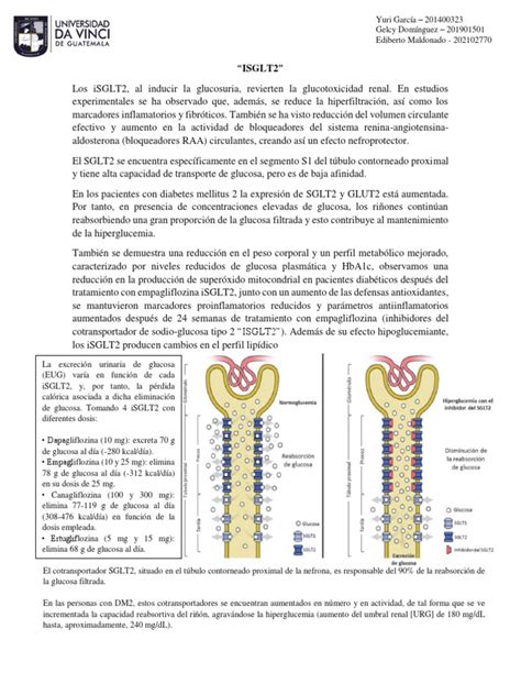 Isglt2 Db2 Pdf Riñón Enfermedades Y Trastornos