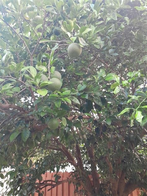 What Is This Weird Tree R Plantidentification
