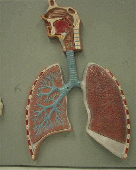Upper And Lower Airways Diagram Quizlet