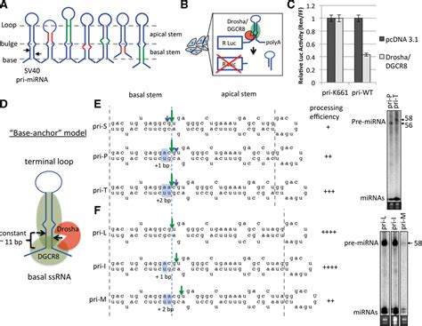 Figure 1 From A Central Role For The Primary Microrna Stem In Guiding