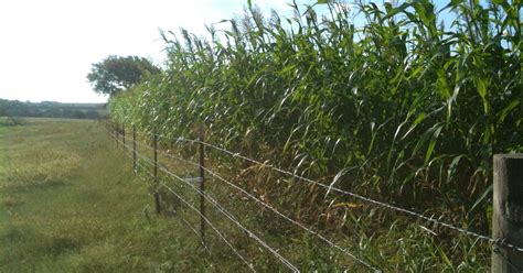 Watch Out For The Bull One More Sorghum Sudangrass Update