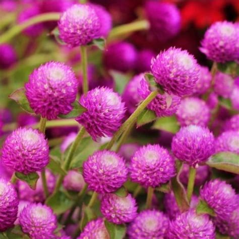 50 Deep Rose Globe Amaranth Flower Seeds New Hill Farms
