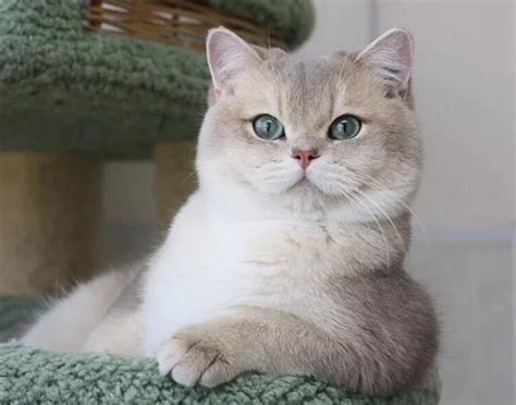 英短蓝金渐层的价格主要是要看品相，正规猫舍价格一般上万元 世界名宠俱乐部纯种猫舍