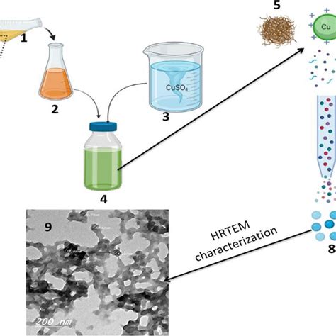 Sem Edax Characterization Of Fungal Cuo Nps Download Scientific Diagram