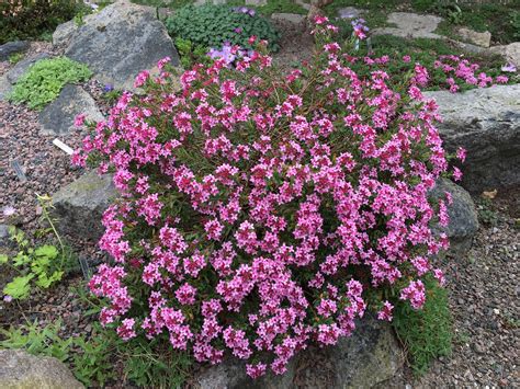 Daphne Cneorum Variegata Alpinesdk