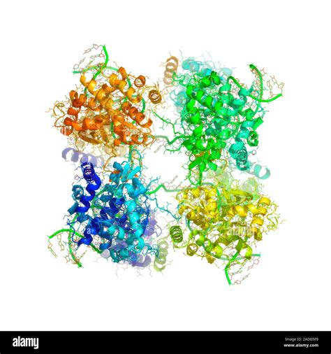 Enzyme Catalysing Dna Recombination Computer Model Of The Enzyme Flippase Recombinase Flp
