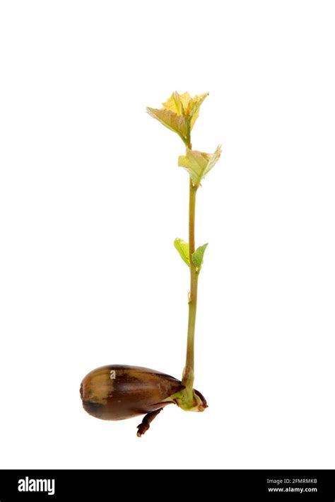 Oak Tree Saplings Recently Sprouted From Seed Seed Still Attached