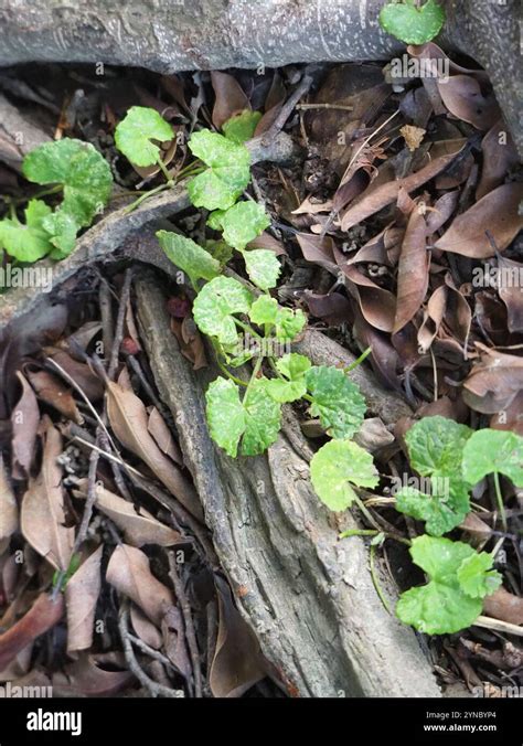 Gotu Cola (Centella asiatica Stock Photo - Alamy