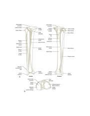 Tib Fib Intercondylar Eminence Tibial Plateaus Lateral Condyle Medial Condyle Tibial