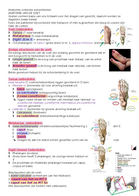Anatomie Onderste Extremiteiten Anatomie Onderste Extremiteiten