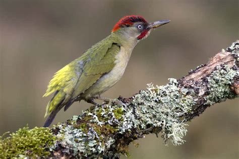 Bird Watching In The Mahaica River Tour From Georgetown Civitatis