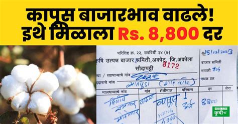 Cotton Rate हुश्श कापूस बाजारभाव वाढले इथे मिळाला सर्वाधिक Rs