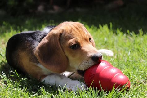 犬に楽しみを与える給餌方法がどれくらい利用されているかの調査結果 わんちゃんホンポ