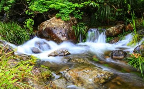 雁南飞 茶中情粤东首个5a级旅游景区 梅州雁南飞茶田有限公司