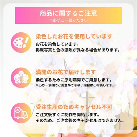 【胡蝶蘭】珍しい 色付き胡蝶蘭 ネイビー紺 3本立 33～36輪以上（軽いエコ鉢・選べるラッピング）‐サムライフラワー