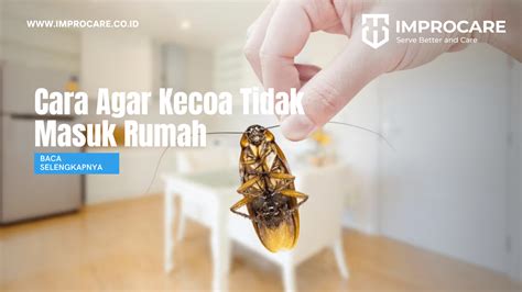 Cara Agar Kecoa Tidak Masuk Rumah PT Mahaka Improcare Indonesia