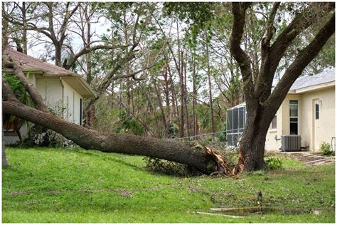 Babe Fatally Crushed By Falling Tree In Family Home Backyard Coroner Newsweek