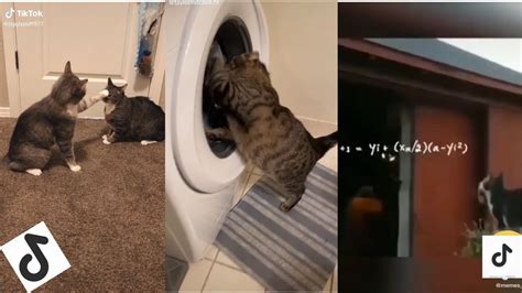 Cats Beingcats😼~tiktok Compilation Part 4 Youtube