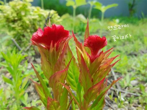 꽃씨파종 × 맨드라미 파종해서 꽃을 피우긴 했지만 망한이야기 네이버 블로그