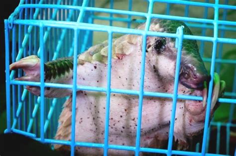 Tê Tê Java Thiennhien Con Người Và Thiên Nhiên