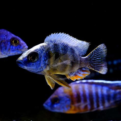 Cichlid Hap Taiwan Reef Protomelas Sp Steveni Taiwan Aquatics