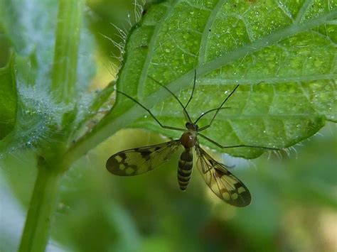 7 Best Ways To Get Rid Of Gnats In Plants Naturally