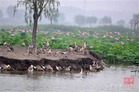 荷叶鸭 白洋淀菜系之十九 知乎