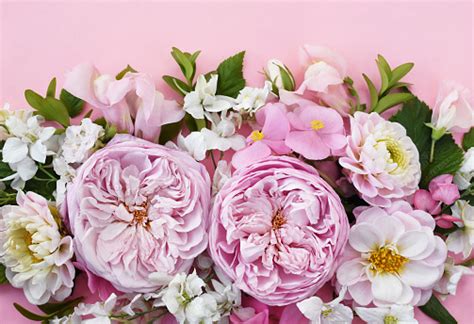 섬세한 꽃 축제 핑크 장미와 달리아스 배경 꽃 장미 꽃 부드러운 파스텔 프레임 꽃 나무에 대한 스톡 사진 및 기타 이미지 꽃