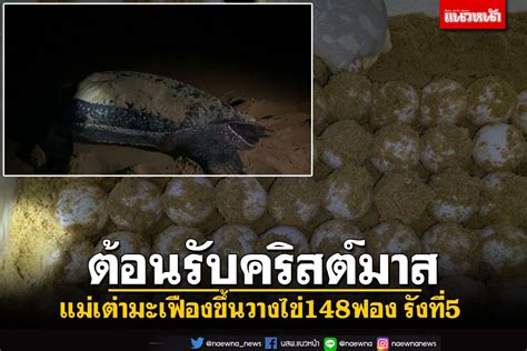ข่าว Like สาระ ต้อนรับวันคริสต์มาส แม่ เต่า มะเฟือง ขึ้นวางไข่148
