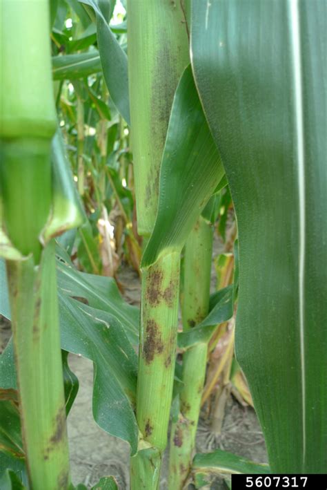 Brown Spot Of Corn Physoderma Maydis Miyabe Miyabe