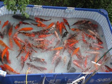 Купить малька и крупную живую рыбу для зарыбления пруда Цены в Москве и в Подмосковье