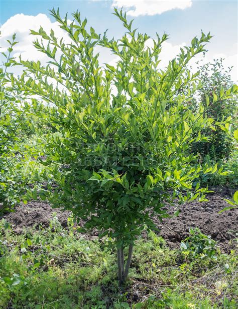 Бересклет европейский 🌿 по цене от 4500 ₽ купить саженцы в питомнике ...